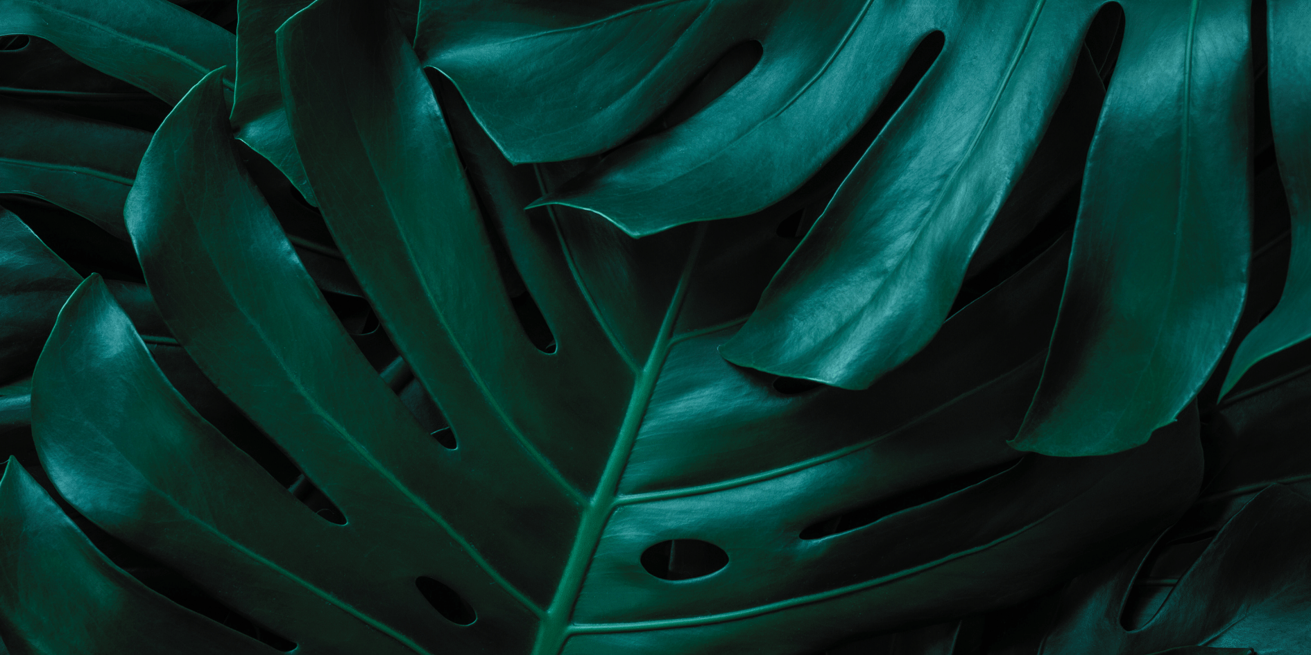 Aroha Health by Jo Spies